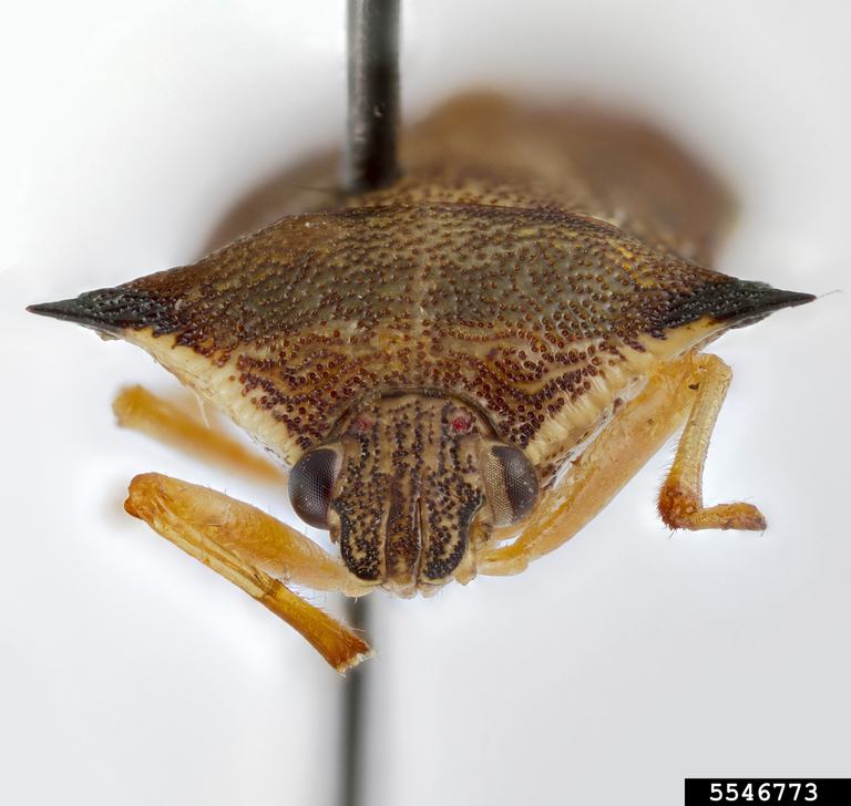 predatory stink bug (Podisus nigrispinus Dallas)
