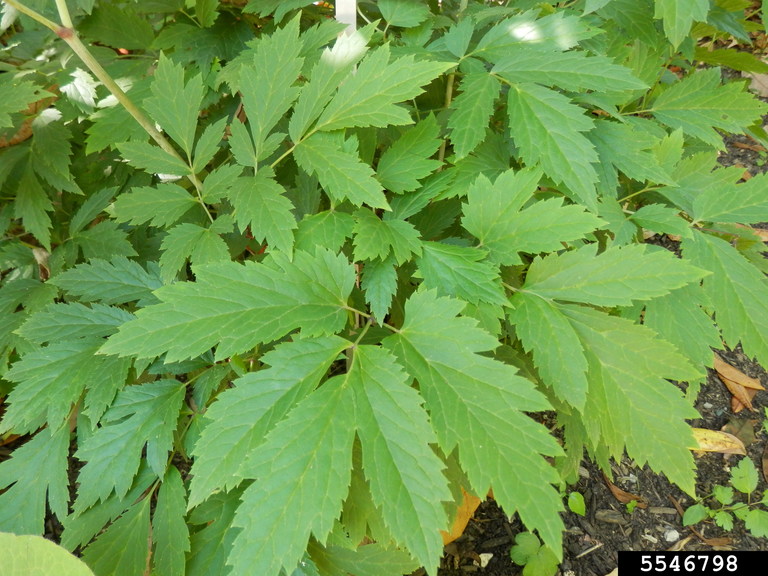 black cohosh (Actaea racemosa var. racemosa)