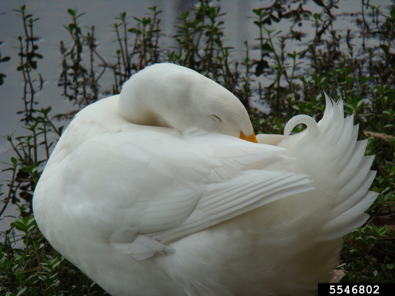 domestic duck (Anas platyrhynchos var. domesticus Linnaeus, 1758)