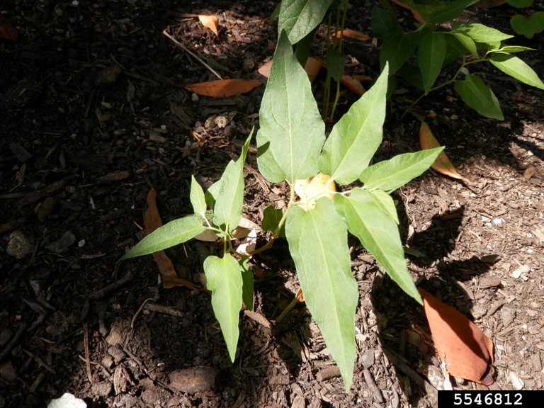 Virginia snakeroot (Aristolochia serpentaria L.)