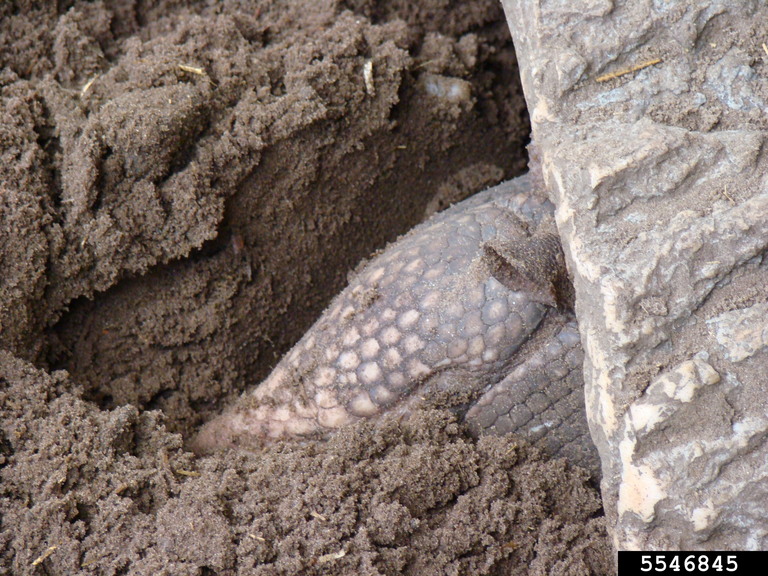 nine-banded armadillo (Dasypus novemcinctus Linnaeus, 1758)