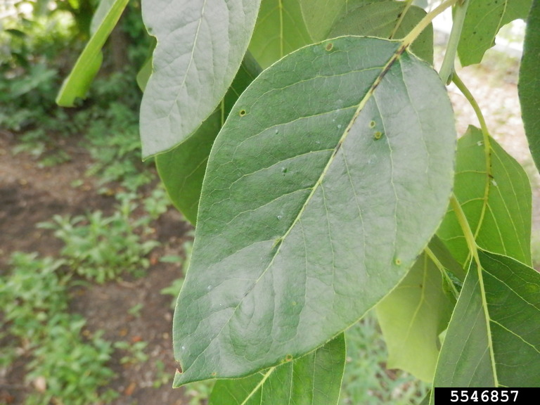 common persimmon (Diospyros virginiana L.)