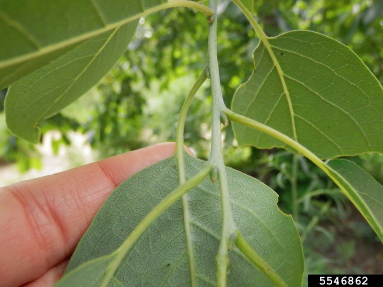 common persimmon (Diospyros virginiana L.)