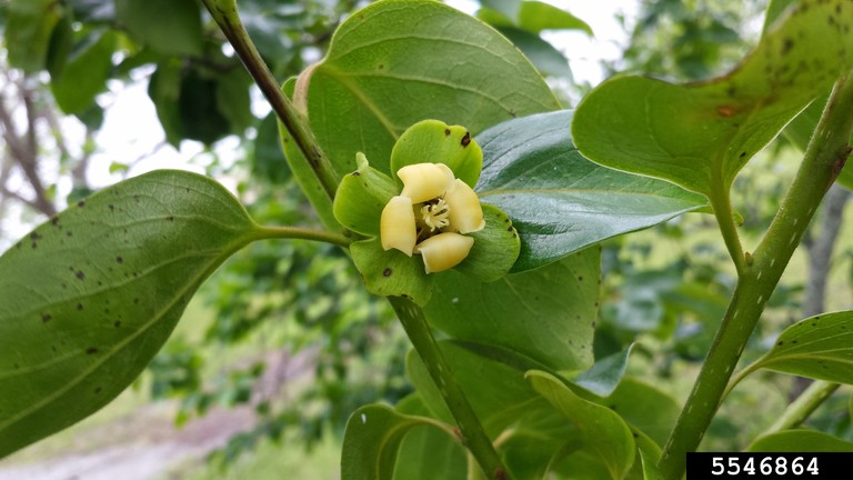 common persimmon (Diospyros virginiana L.)
