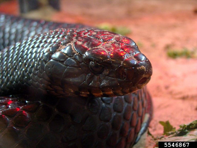 eastern indigo snake (Drymarchon couperi Holbrook, 1842)