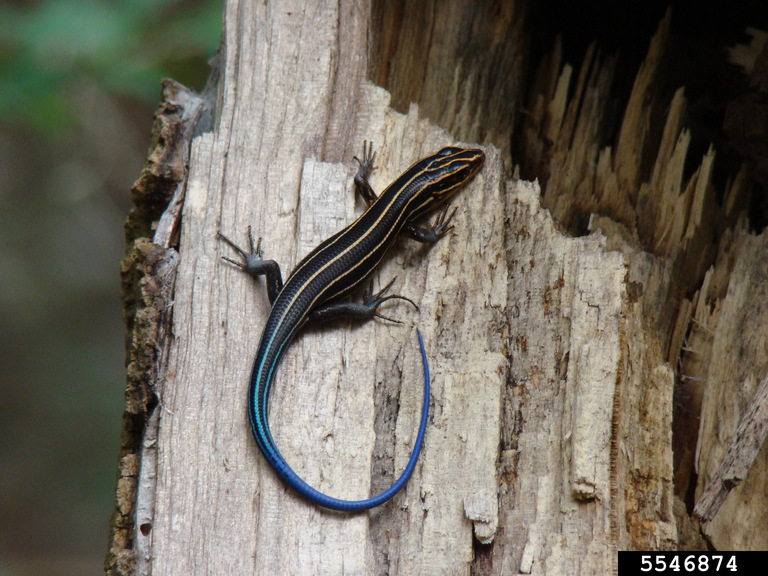 southeastern five-lined skink (Plestiodon inexpectatus (Taylor, 1932))