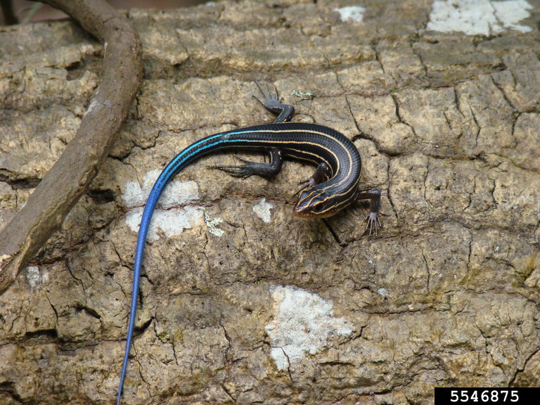 southeastern five-lined skink (Plestiodon inexpectatus (Taylor, 1932))