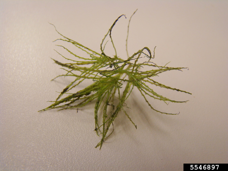 brittleleaf naiad (Najas minor All.)