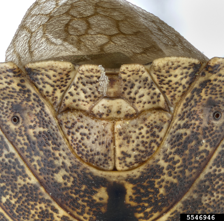 stink bug (Menecles insertus)