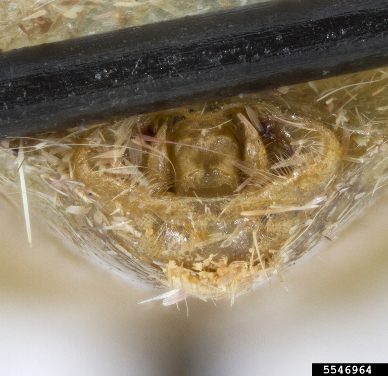 shield bug (Thyanta casta Stål)