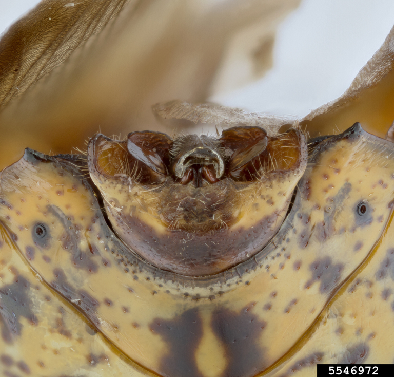 giant strong-nosed stink bug (Alcaeorrhynchus grandis)