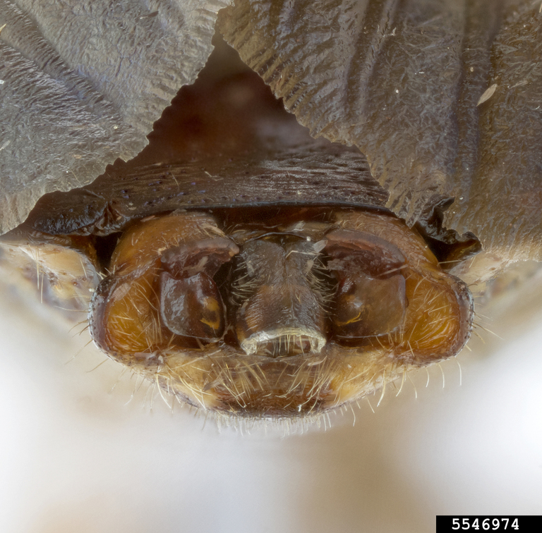 giant strong-nosed stink bug (Alcaeorrhynchus grandis)