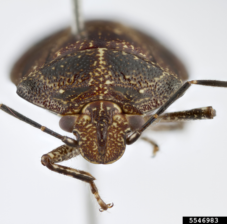shield bug (Antiteuchus innocens)