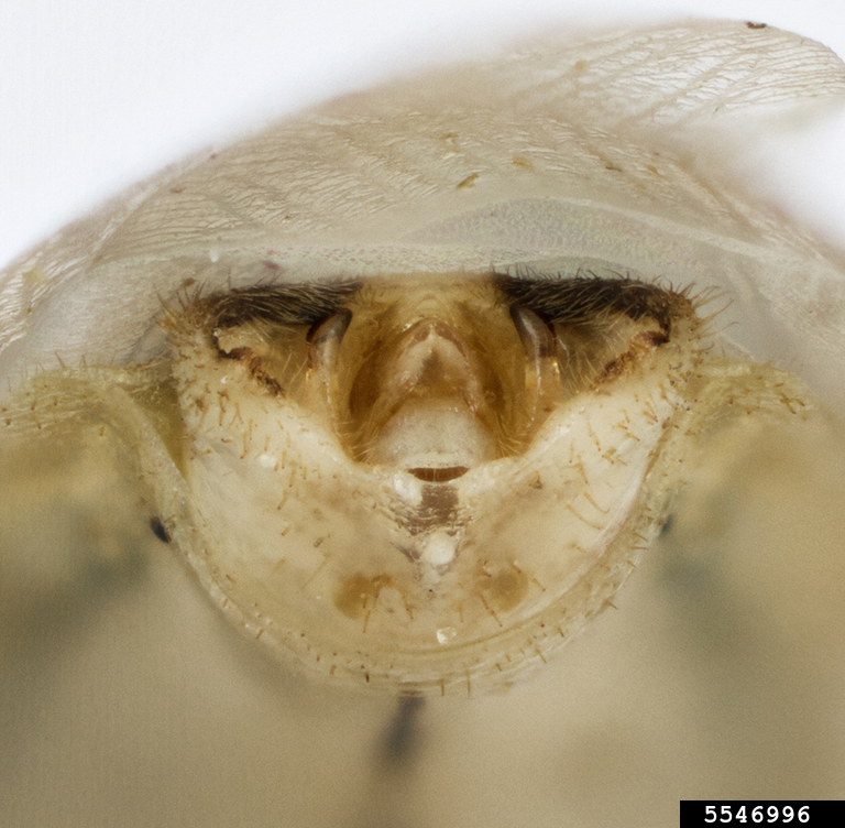 Narrow stink bug (Mecidea minor Ruckes)