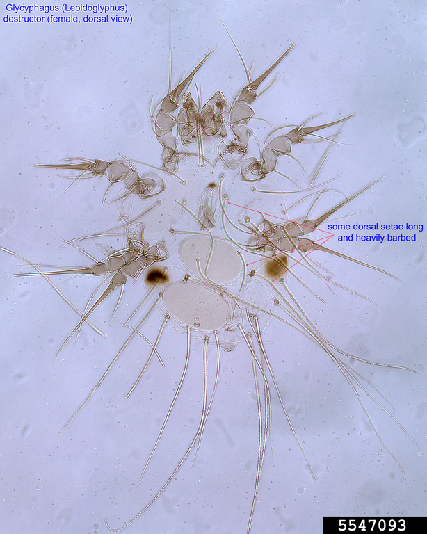 Lepidoglyphus destructor (Schrank, 1781)