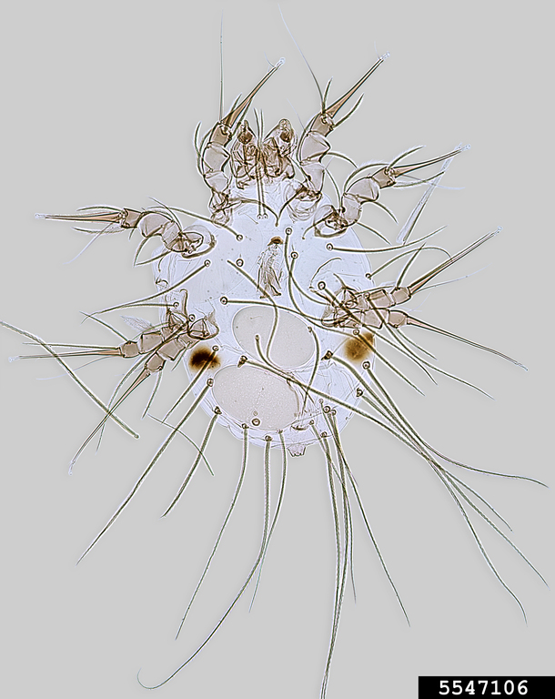 Lepidoglyphus destructor (Schrank, 1781)