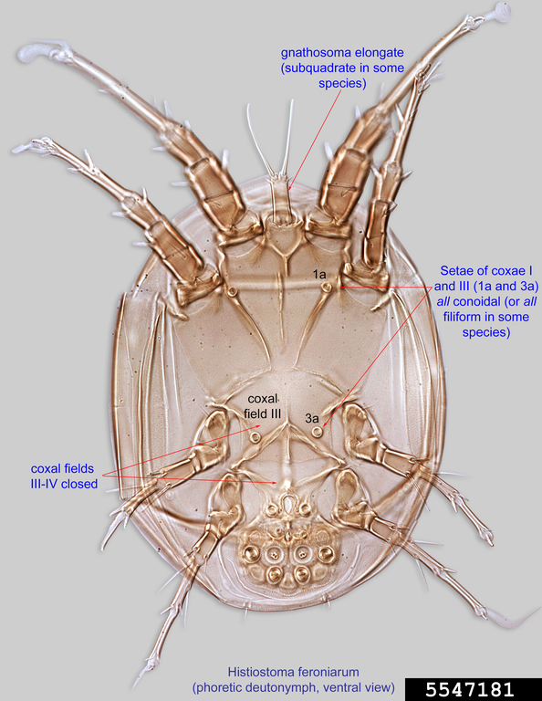 mite (Histiostoma feroniarum (Dufour, 1839))
