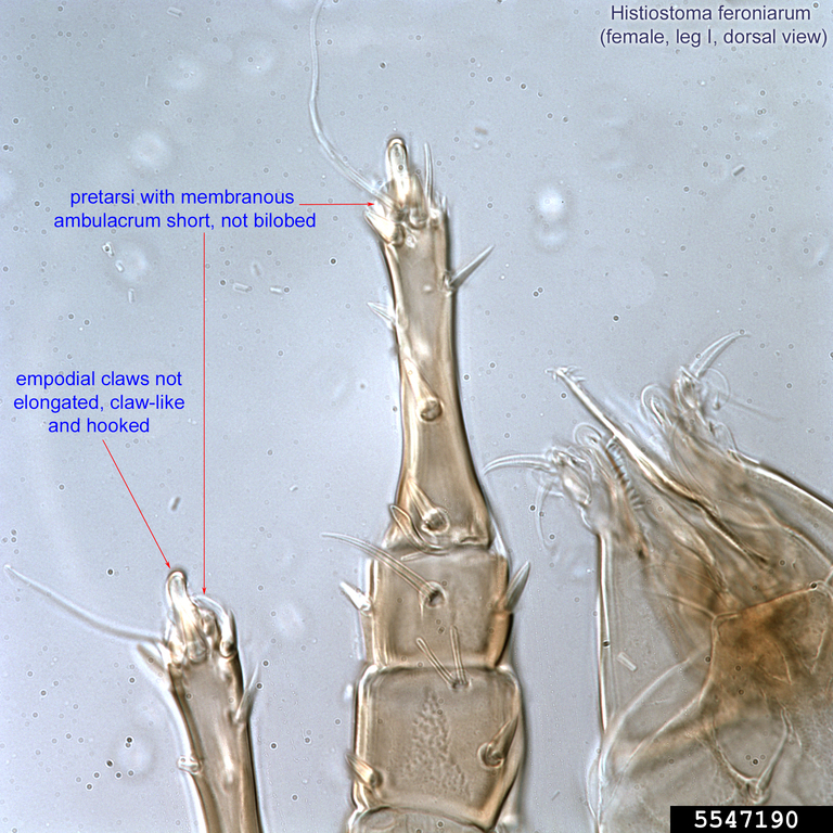 mite (Histiostoma feroniarum)