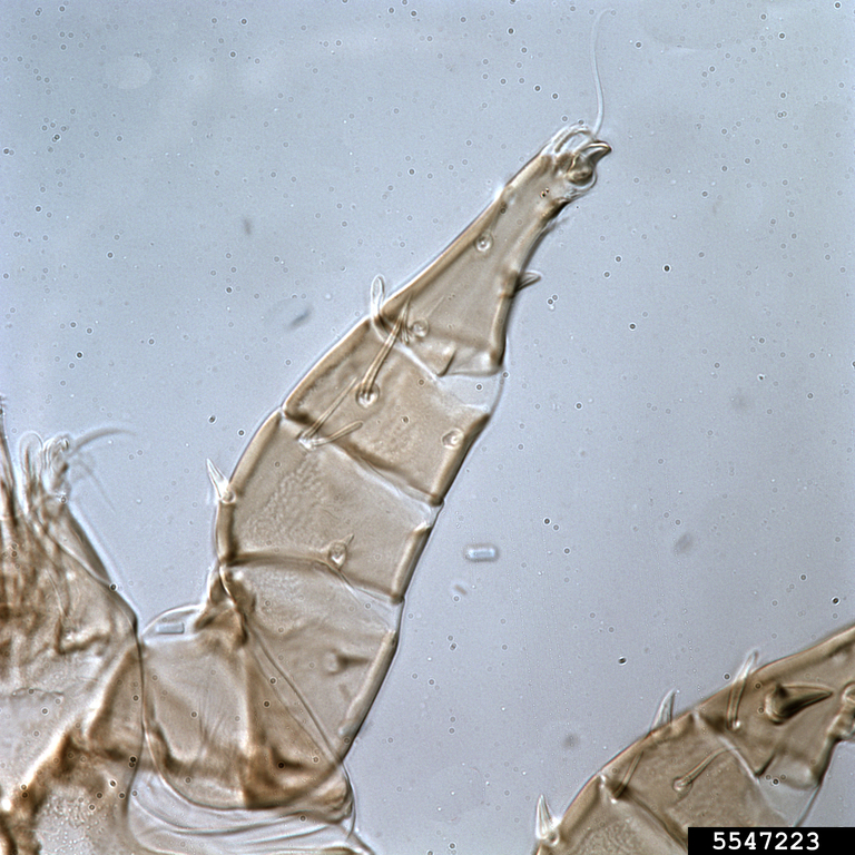 mite, Histiostoma feroniarum (Acari: Histiostomatidae) - 5547223