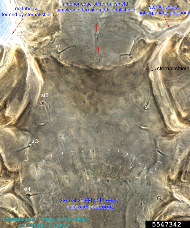 mite (Hypoaspis sp.n.)