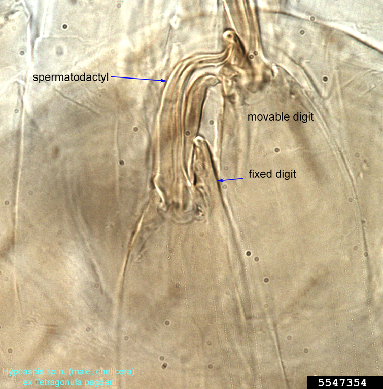 mite (Hypoaspis sp.n.)