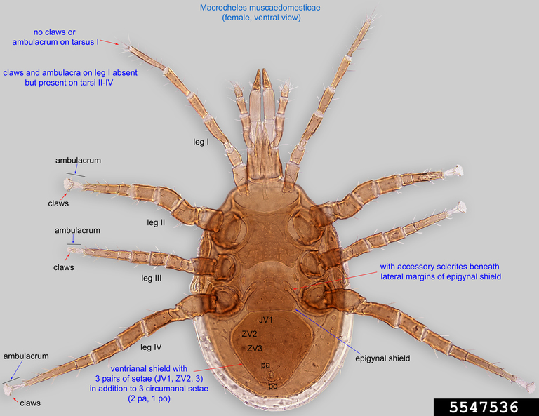 House fly mite (Macrocheles muscaedomesticae (Scopoli, 1772))