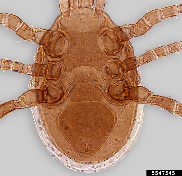 House fly mite (Macrocheles muscaedomesticae)