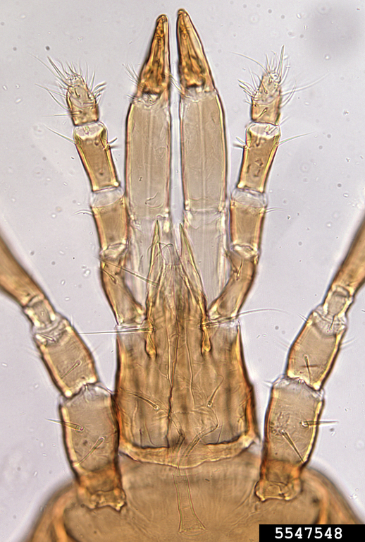 House fly mite (Macrocheles muscaedomesticae)