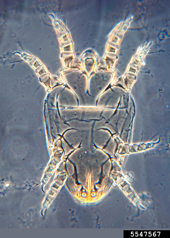 mite (Medeus ithacaensis OConnor, 1996)