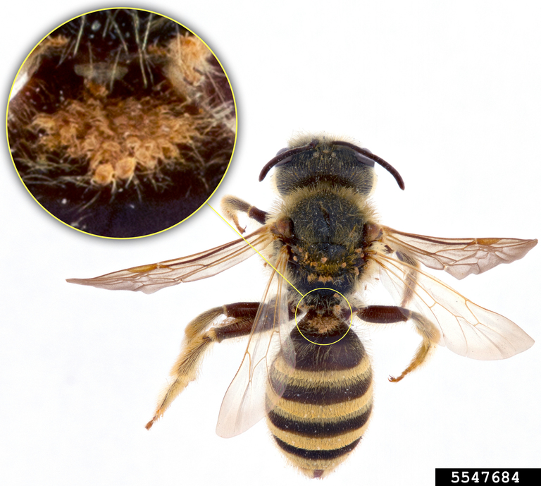 mite (Genus Parapygmephorus)