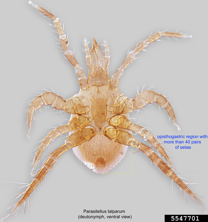bee mite (Parasitellus talparum)