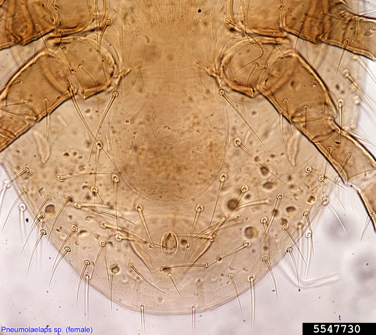 bee mite (Genus Pneumolaelaps Garrido, 1995)