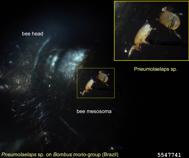 bee mite (Genus Pneumolaelaps Garrido, 1995)