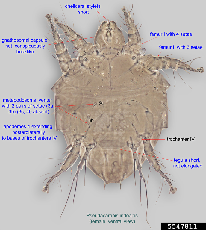 bee mite (Pseudacarapis indoapis (Lindquist, 1968))
