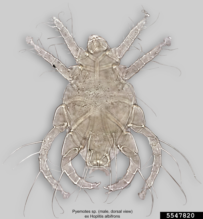 itch mites (Genus Pyemotes)