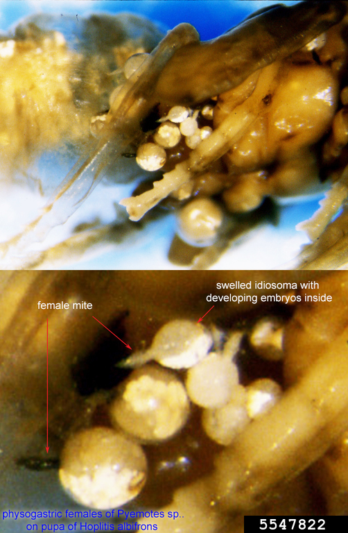 itch mites (Genus Pyemotes)