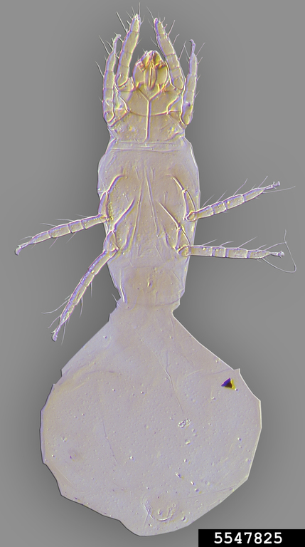 itch mites (Genus Pyemotes Amerling, 1861)