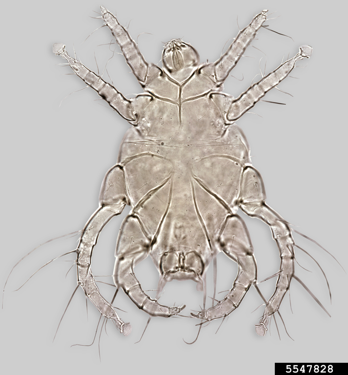 itch mites (Genus Pyemotes Amerling, 1861)