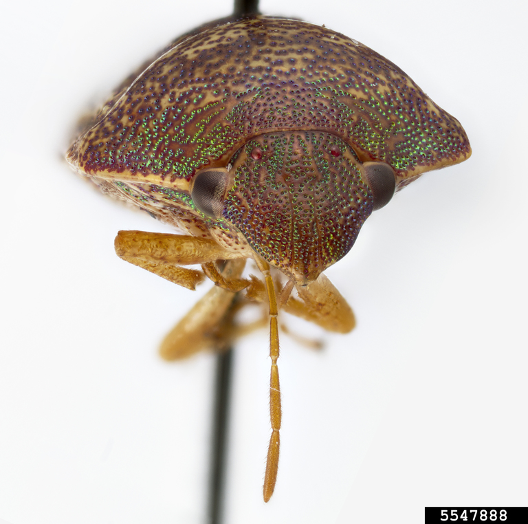 Shield bug (Diolcus chrysorrhoeus)