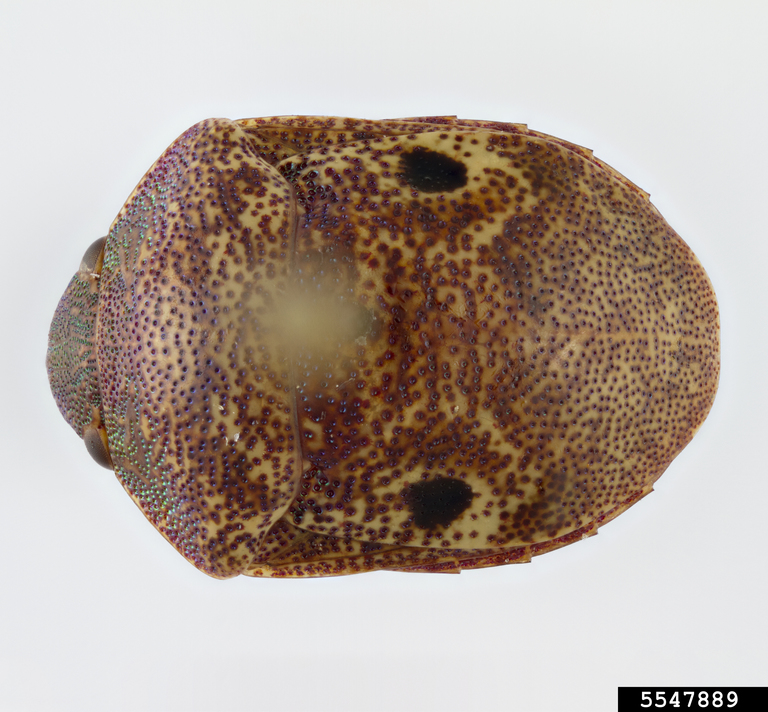 Shield bug (Diolcus chrysorrhoeus (Fabricius))
