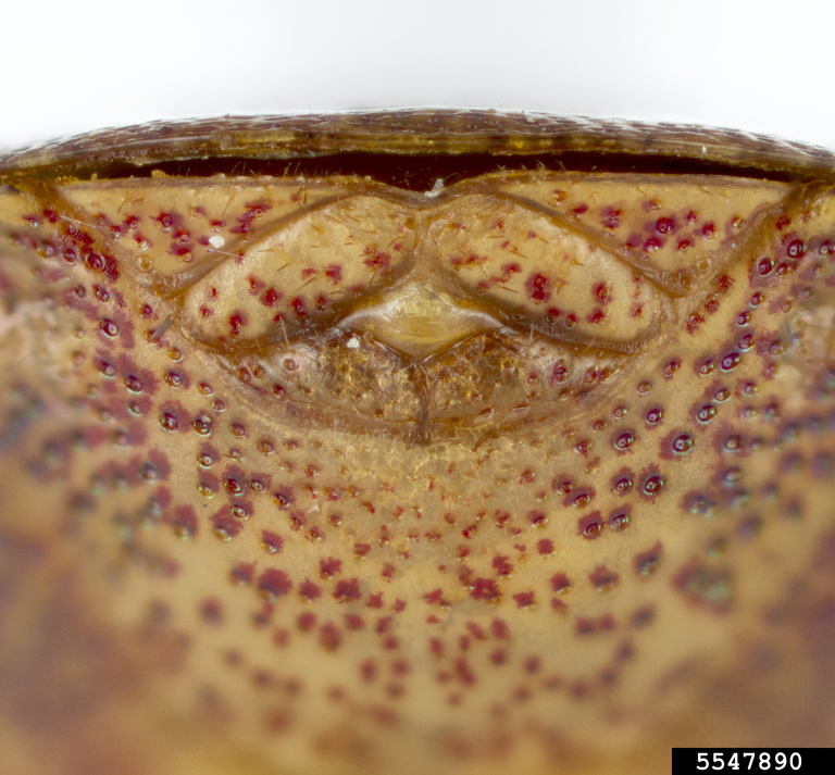 Shield bug (Diolcus chrysorrhoeus (Fabricius))