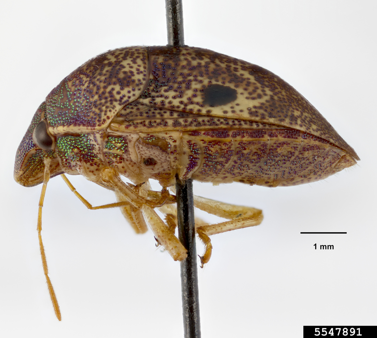 Shield bug (Diolcus chrysorrhoeus (Fabricius))
