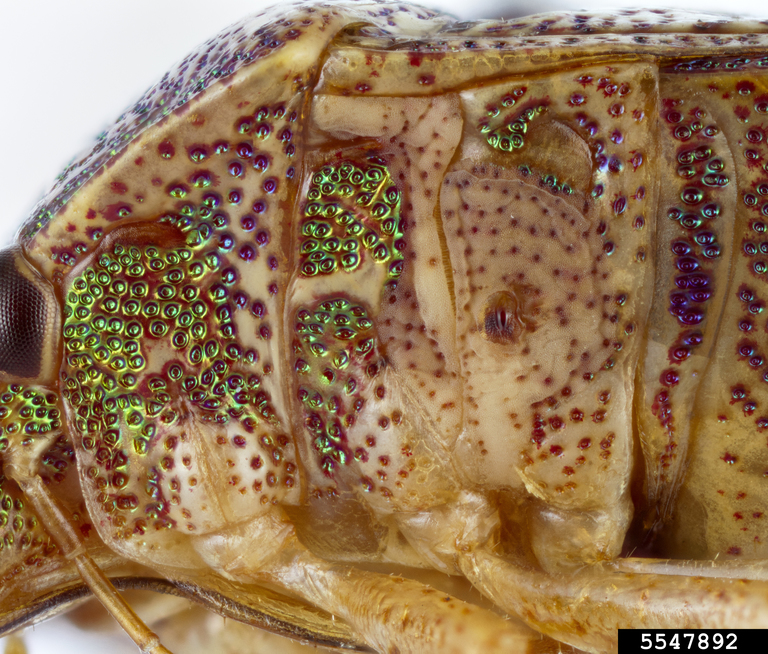 Shield bug (Diolcus chrysorrhoeus (Fabricius))