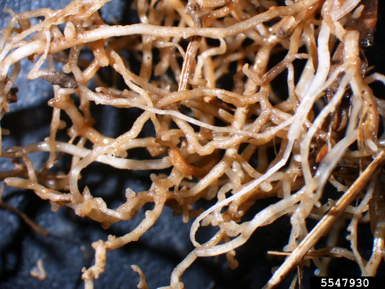 cereal cyst nematode (Heterodera avenae Wollenweber)