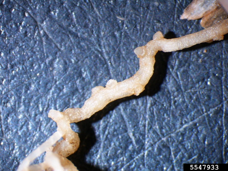 cereal cyst nematode (Heterodera avenae Wollenweber)
