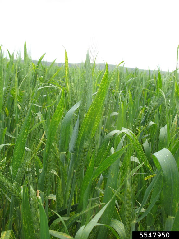 common wheat (Triticum aestivum L.)