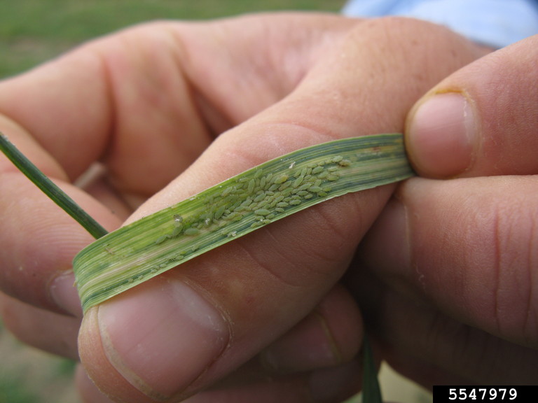 Russian wheat aphid (Diuraphis noxia)