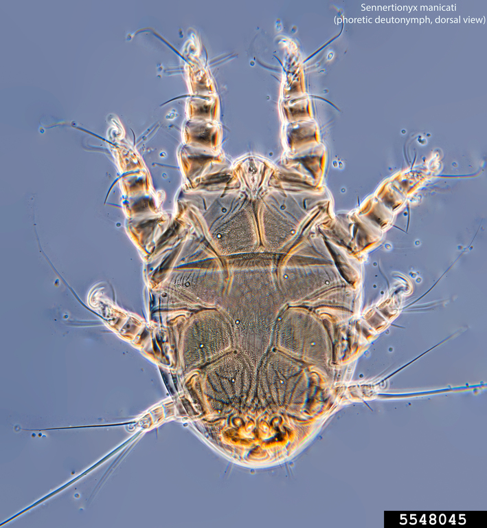 Wool carder bee mite (Sennertionyx manicati (Giard, 1900))