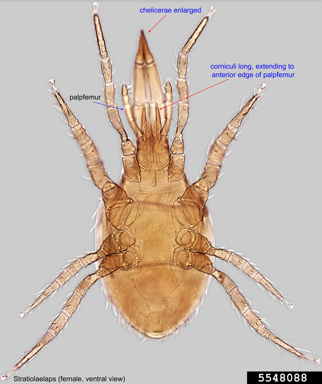 mite (Genus Stratiolaelaps)