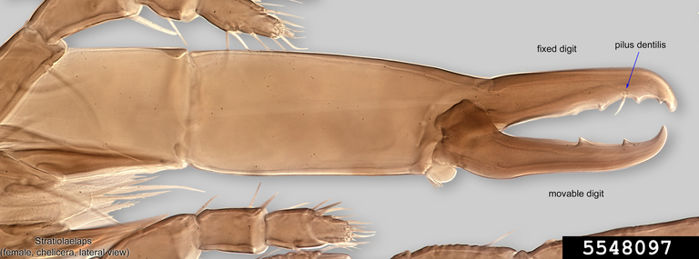 mite (Genus Stratiolaelaps)